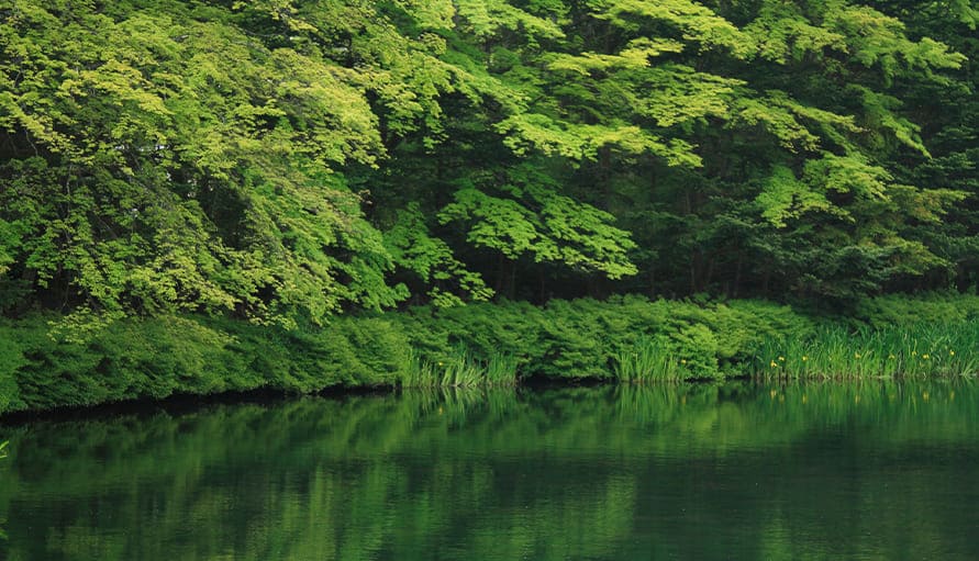 Overview | FUFU Kyu-Karuizawa, Restful Forest [Official]