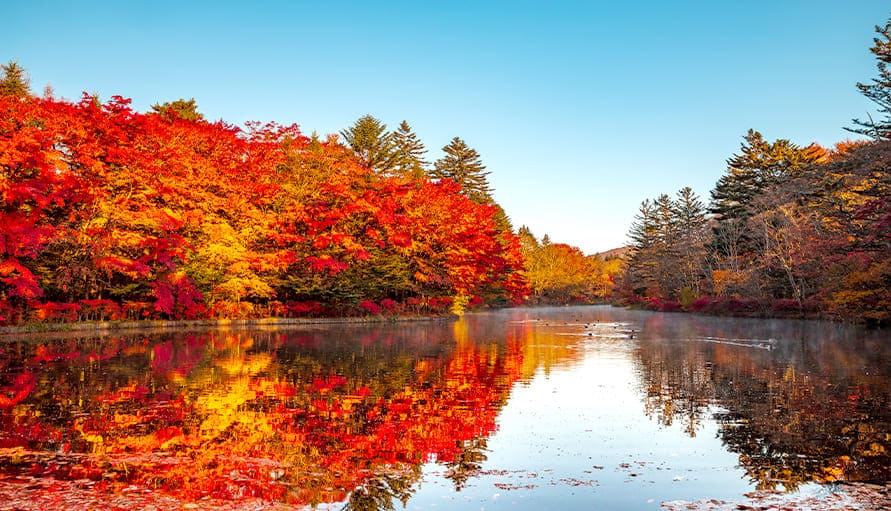 Overview | FUFU Kyu-Karuizawa, Restful Forest [Official]