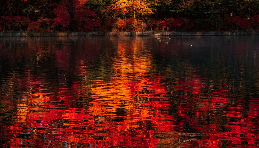 Overview | FUFU Kyu-Karuizawa, Restful Forest [Official]